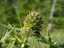 بذور العكوب - متجر جرين رانش للحدائق المنزلية